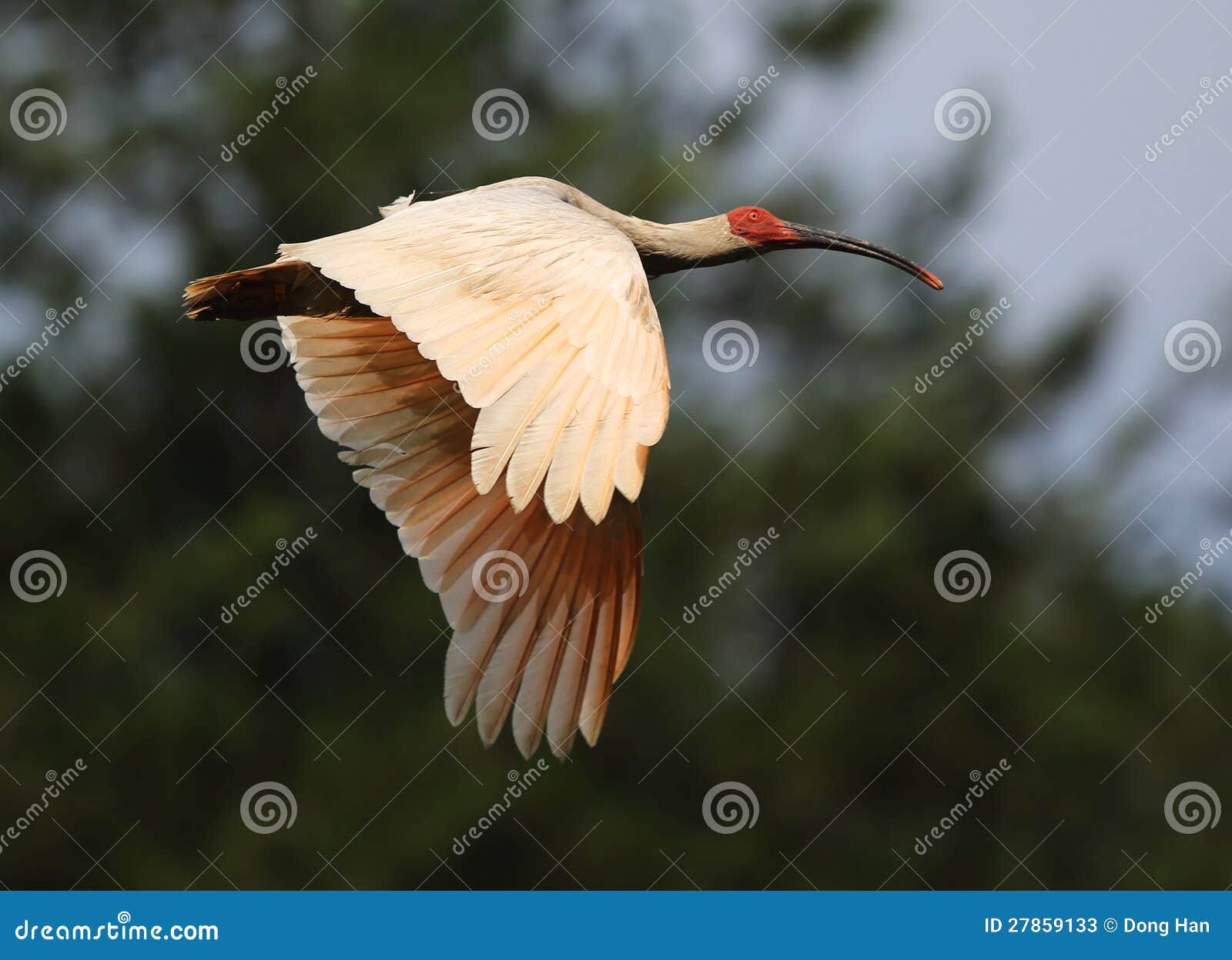 Crested Ibis stock image. Image of wading, bird, crested - 27859133
