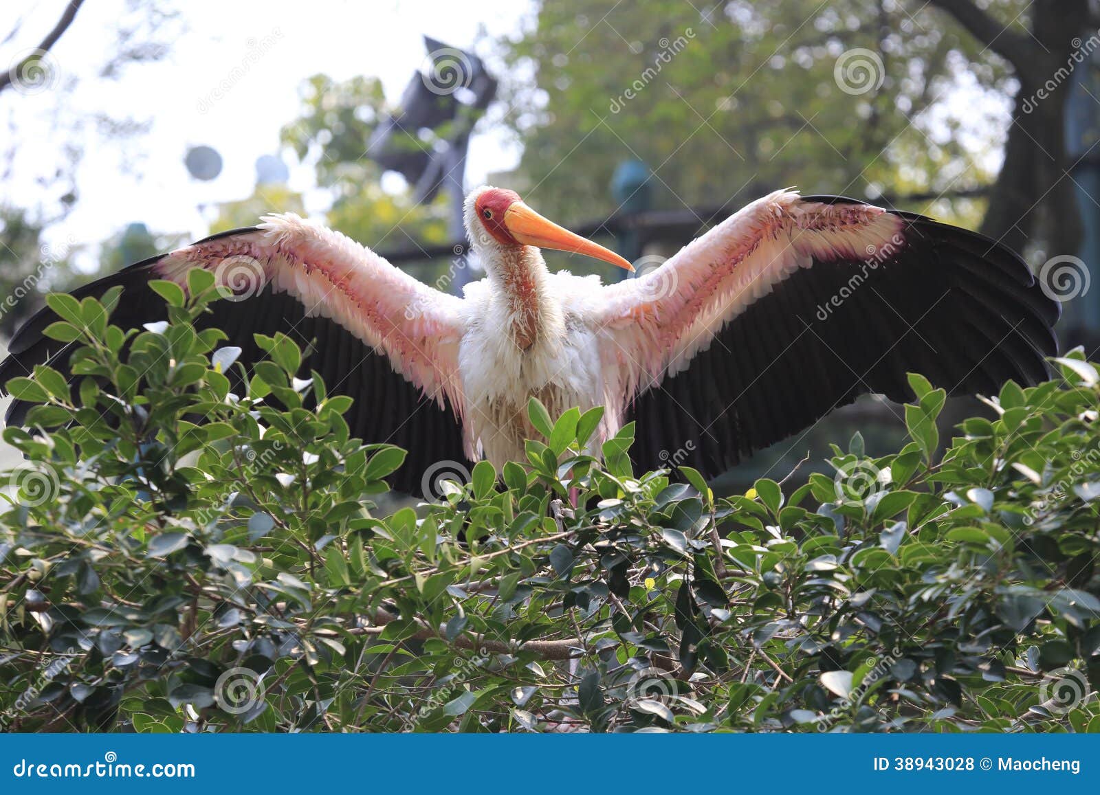 Crested ibis on the tree stock photo. Image of ibis, chinese - 38943028