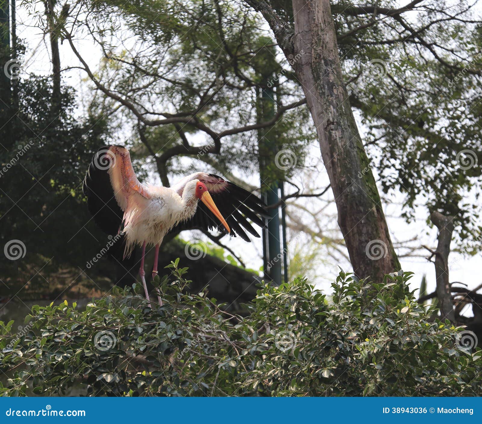 The Crested Ibis on the Tree Stock Photo - Image of beak, white: 38943036