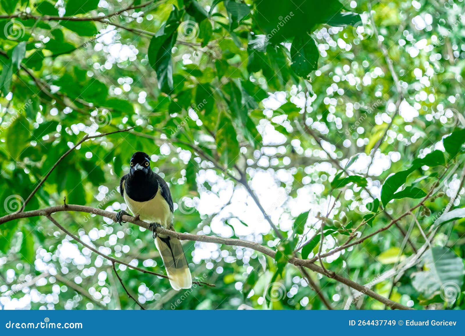 Crested Jay on a Tree in the Forest Stock Image - Image of plushcrested ...