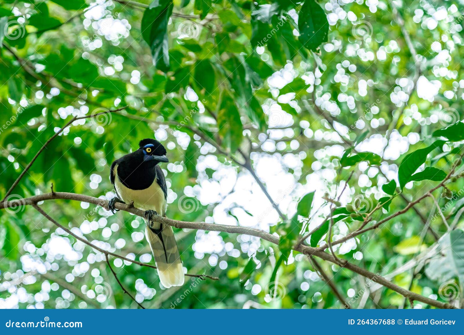 Crested Jay on a Tree in the Forest Stock Photo - Image of brazil, bird ...
