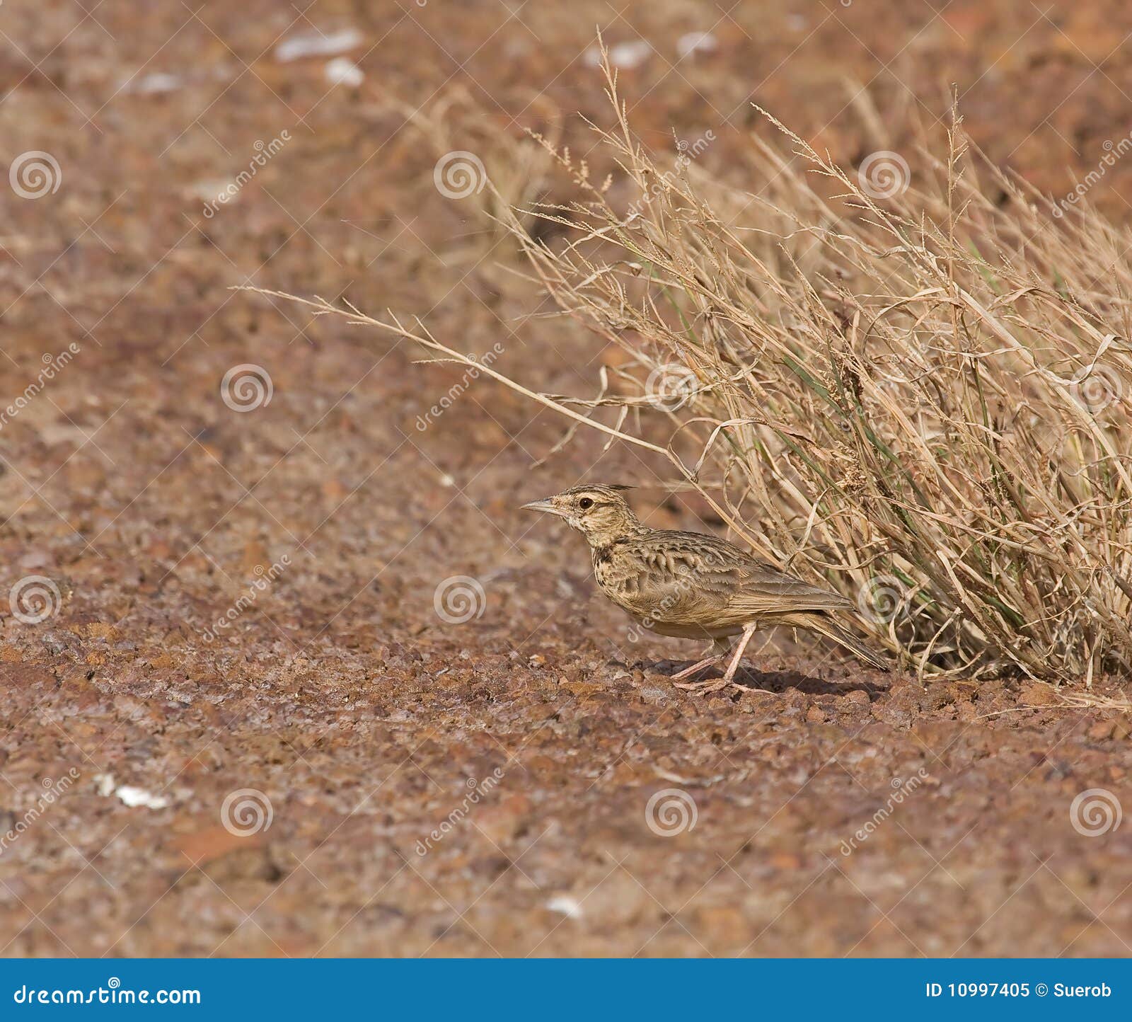Crested Lark stock image. Image of farm, crested, galerida - 10997405