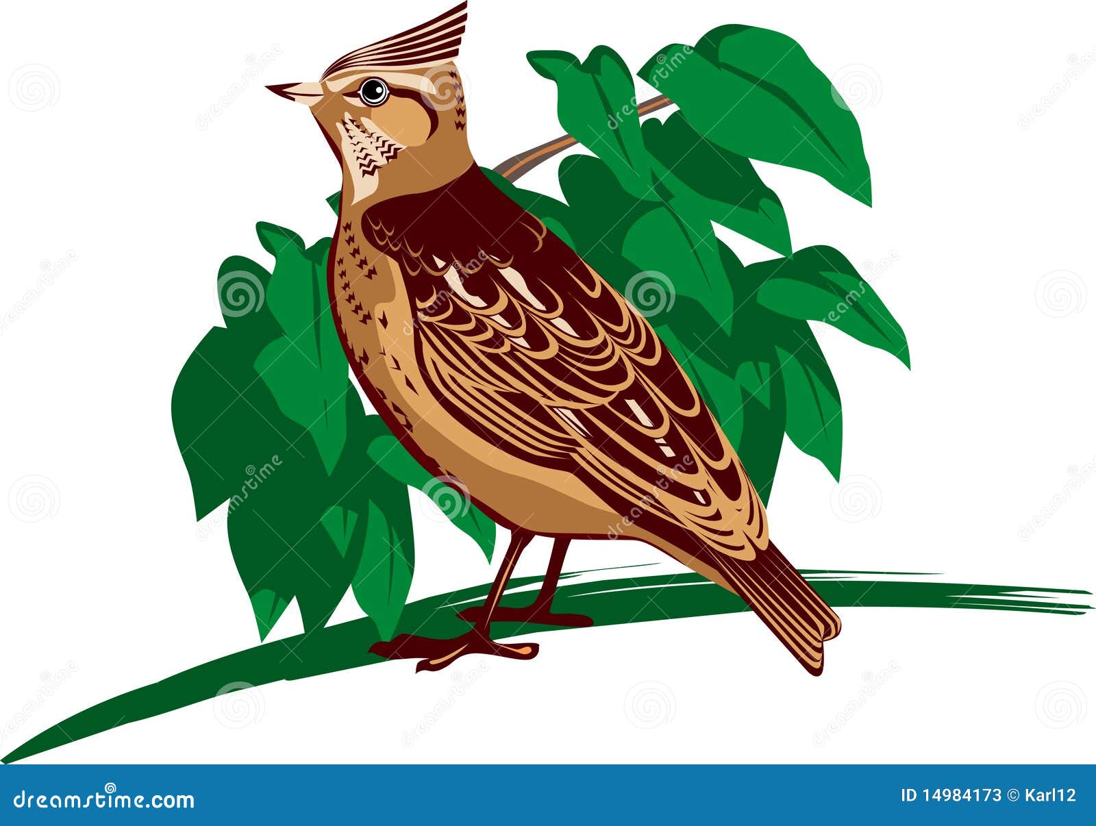 Crested lark stock vector. Illustration of lark, animal - 14984173