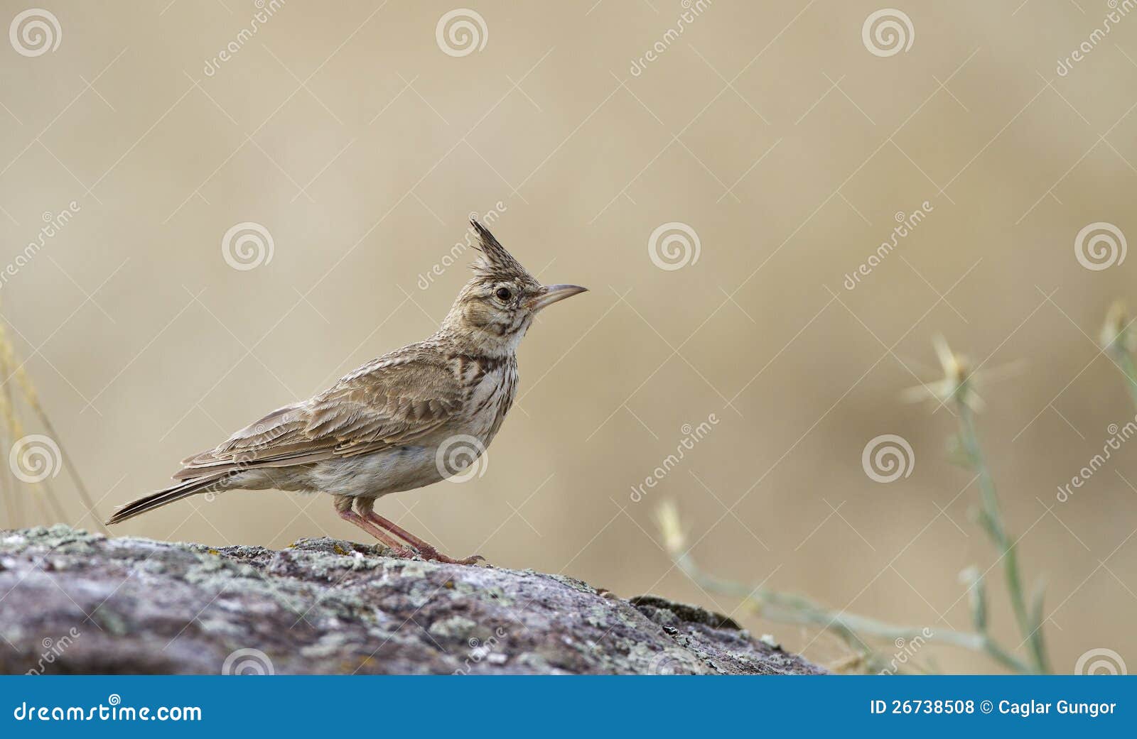 Crested Lark (Galerida Cristata) Stock Photo - Image of calerida, wild ...