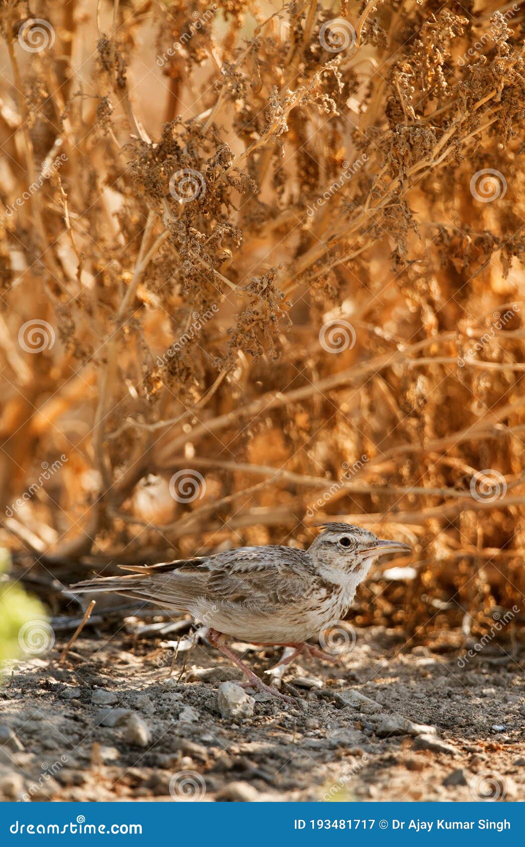 Crested Lark in bushes stock image. Image of galerida - 193481717