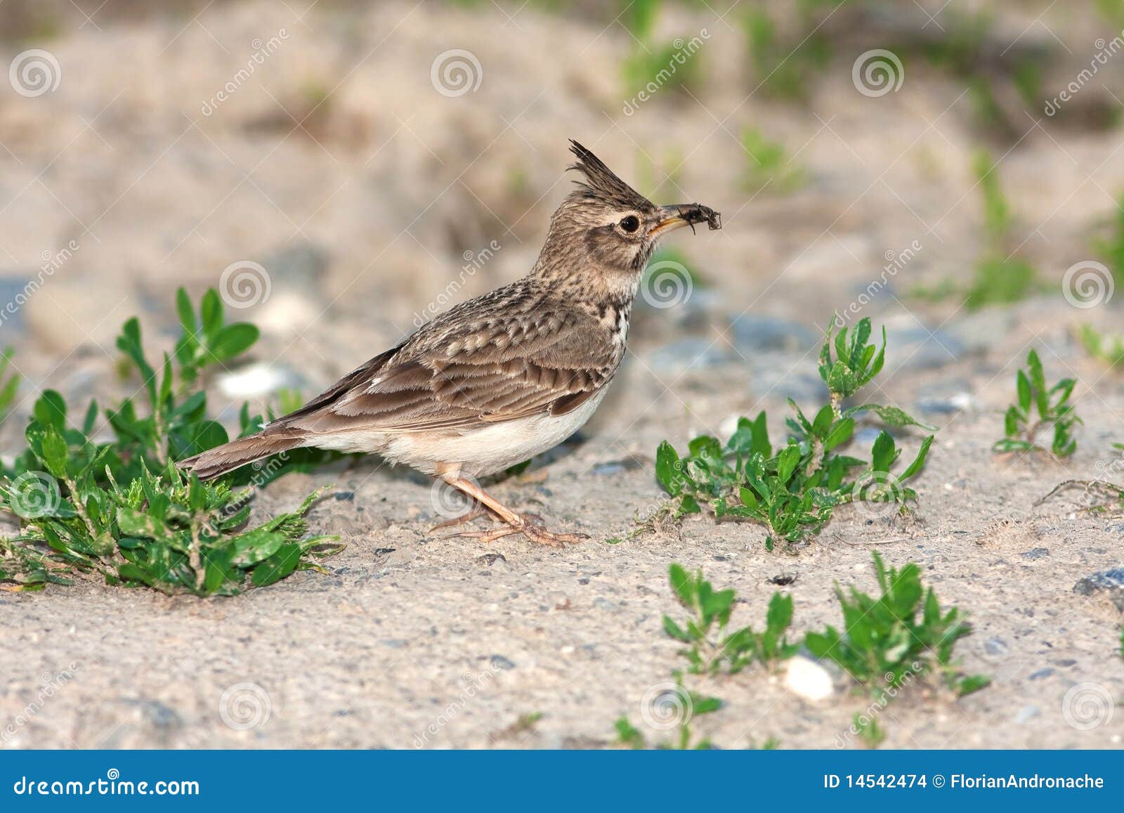 Crested Lark ( Galerida Cristata ) Stock Photo - Image of feathers ...