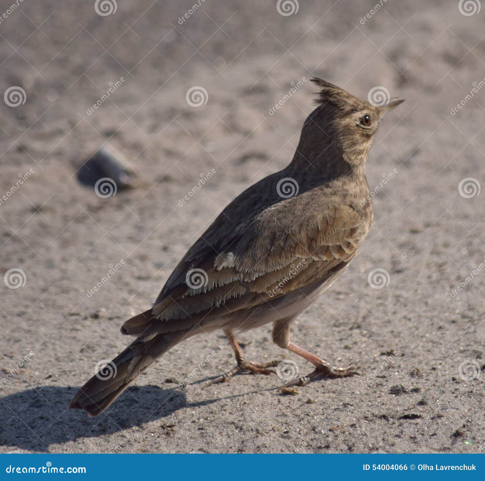 Crested lark stock photo. Image of bird, brown, wildlife - 54004066