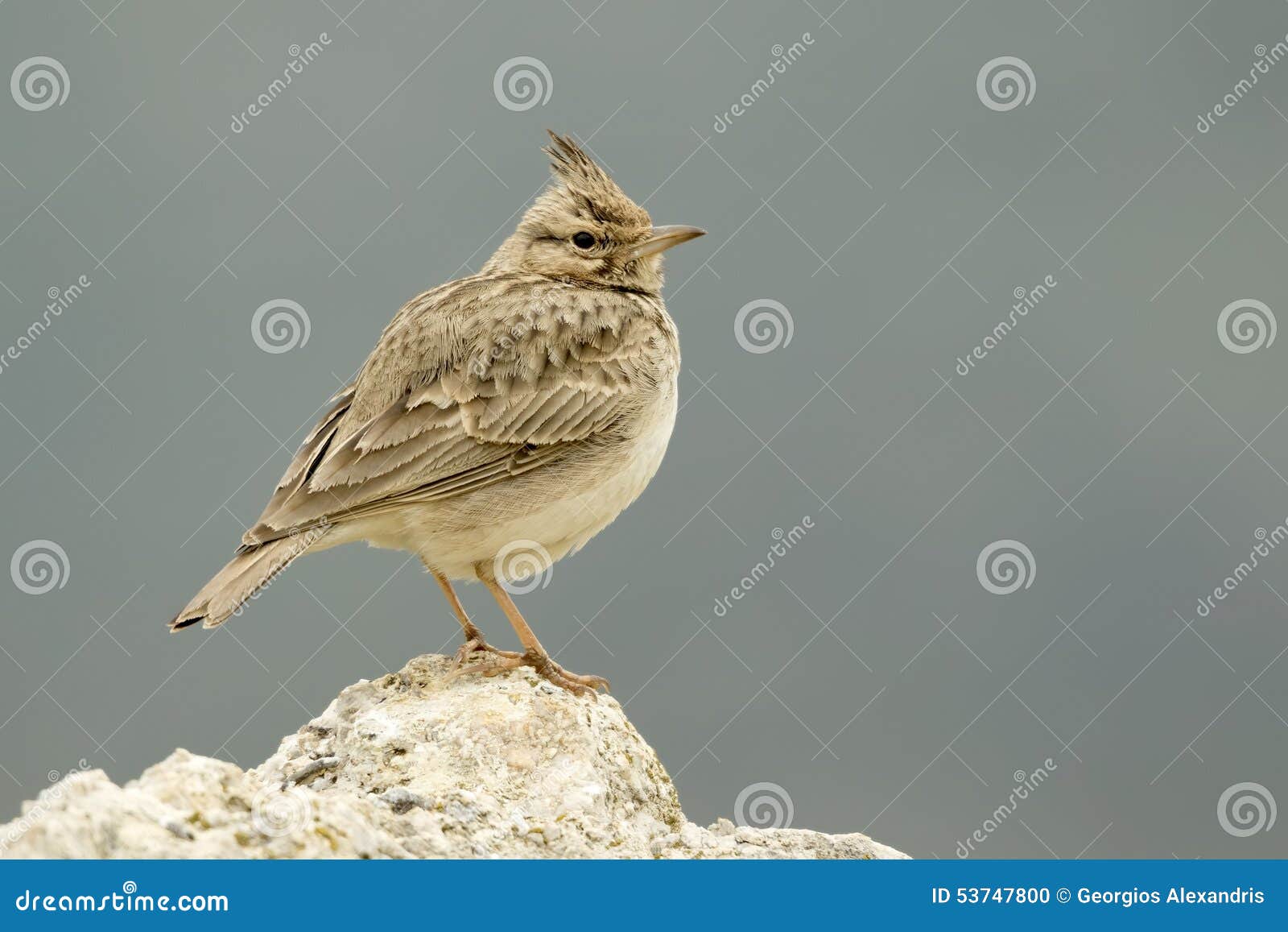 Crested Lark stock photo. Image of bird, rock, beak, wildlife - 53747800