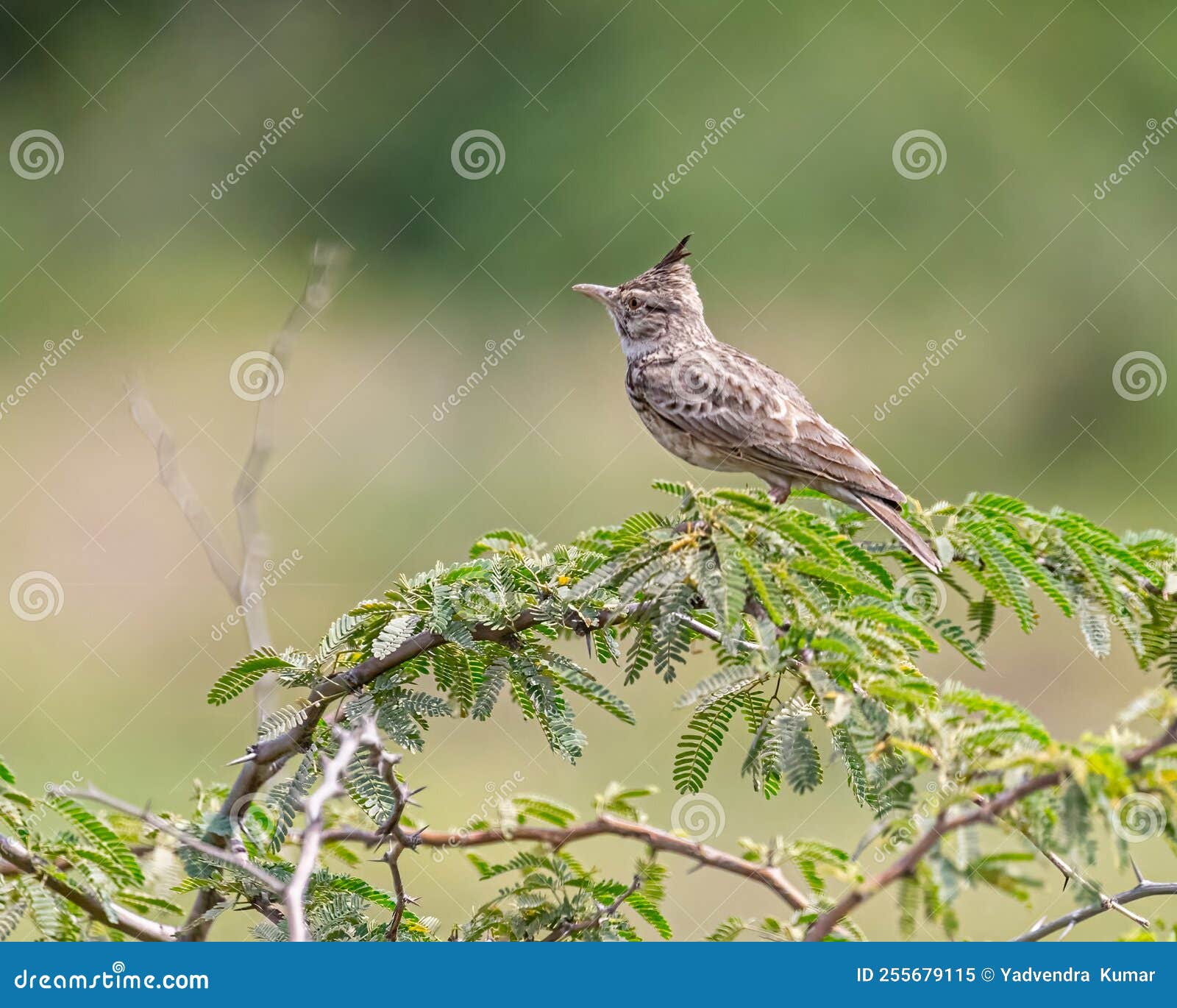 A Crested Lark Perching at the Top Stock Image - Image of migratory ...