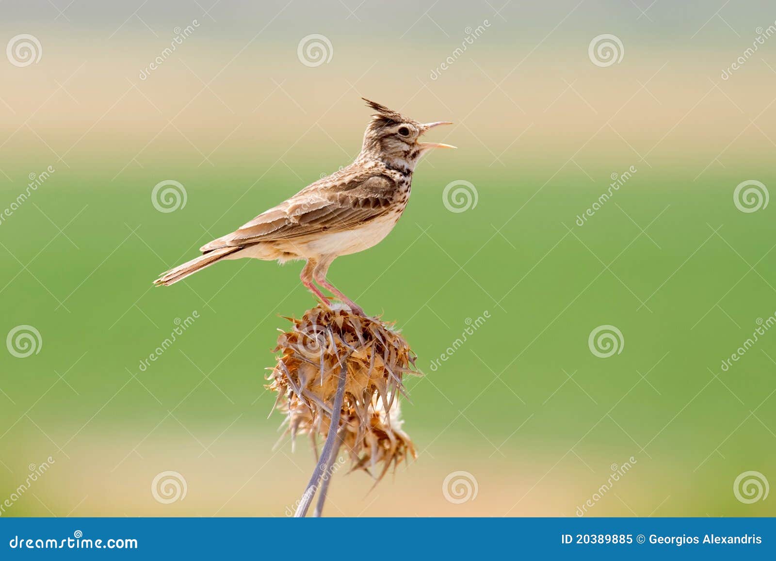 Crested Lark Singing stock image. Image of singing, bird - 20389885
