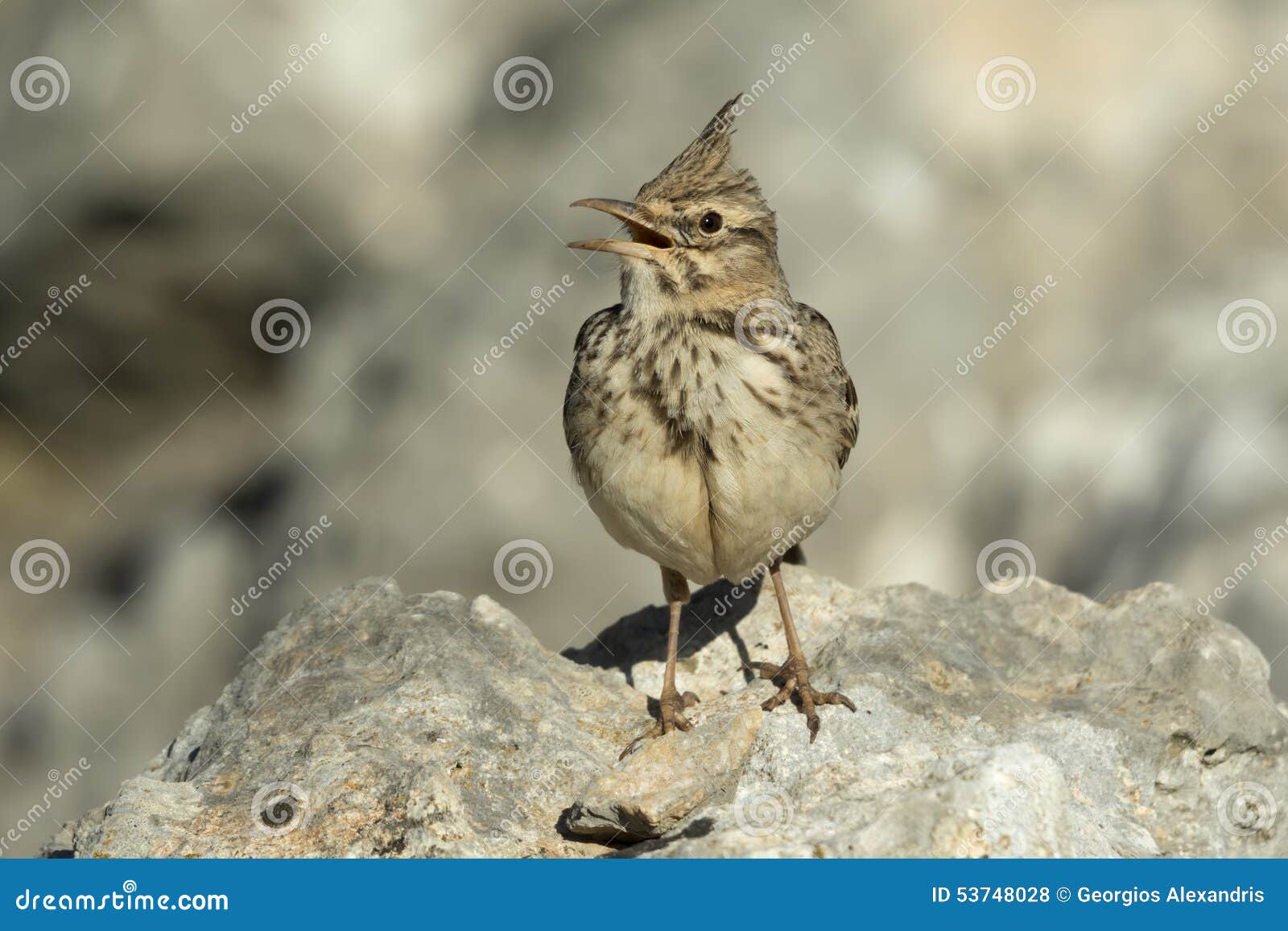 Crested Lark Singing stock photo. Image of beak, sitting - 53748028