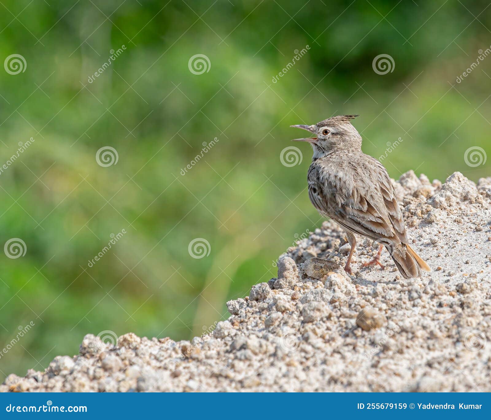 A Crested Lark Singing while Sitting at the Edge of Sand Dune Stock ...
