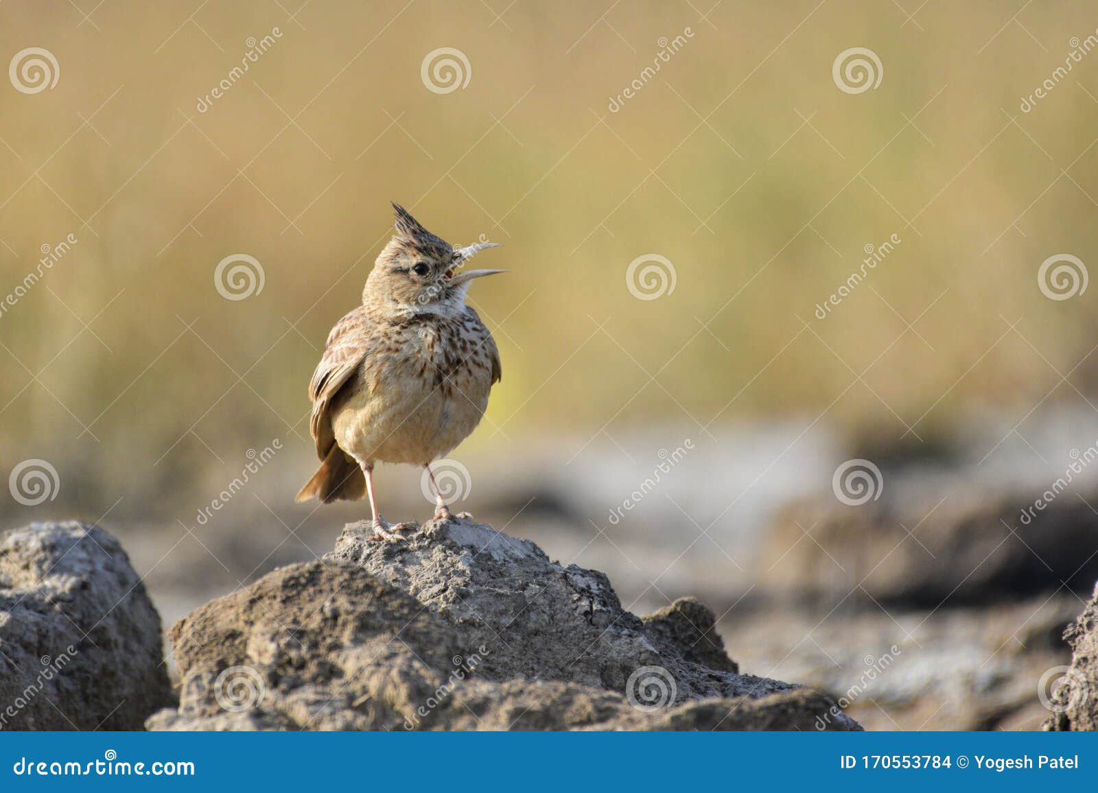 Crested Lark Singing a Song Stock Photo - Image of desktop, song: 170553784