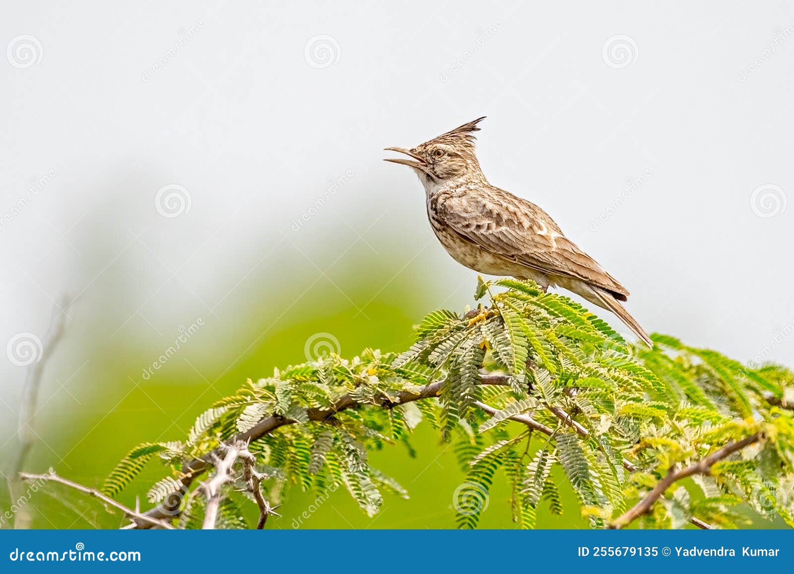 A Crested Lark Singing from the Top Stock Image - Image of wing, crest ...