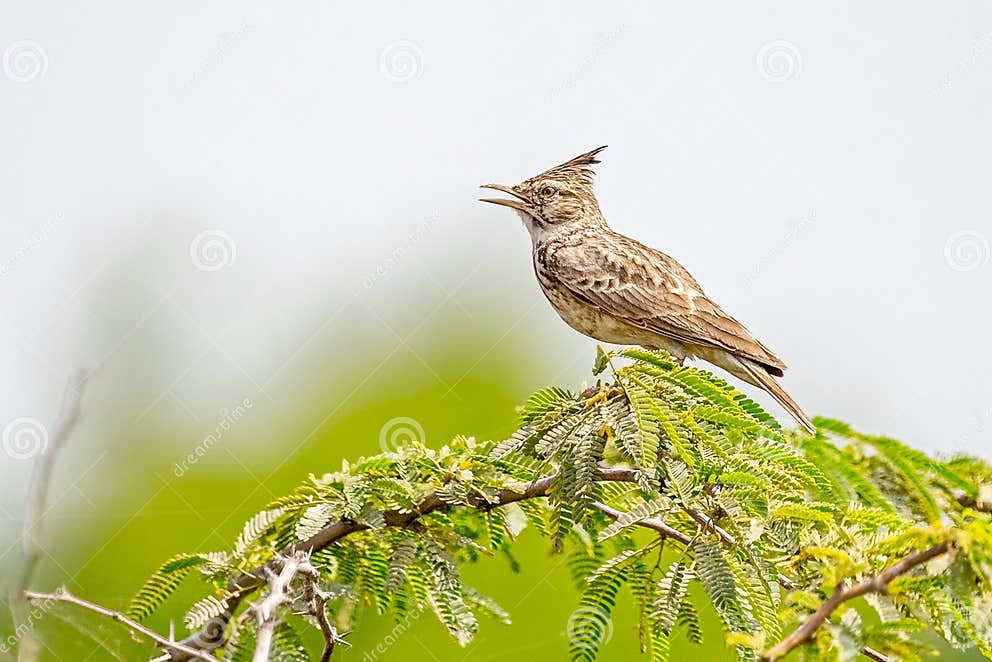A Crested Lark Singing from the Top Stock Image - Image of wing, crest ...
