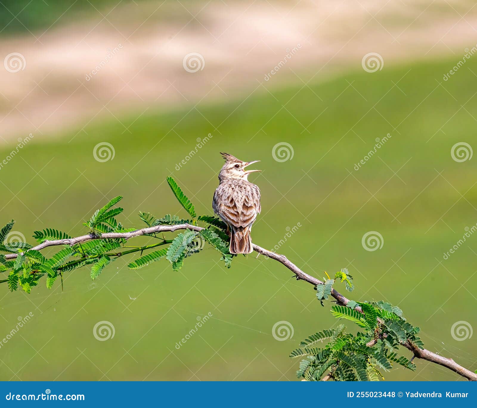 A Crested Lark Singing at Tree Stock Photo - Image of beautiful ...
