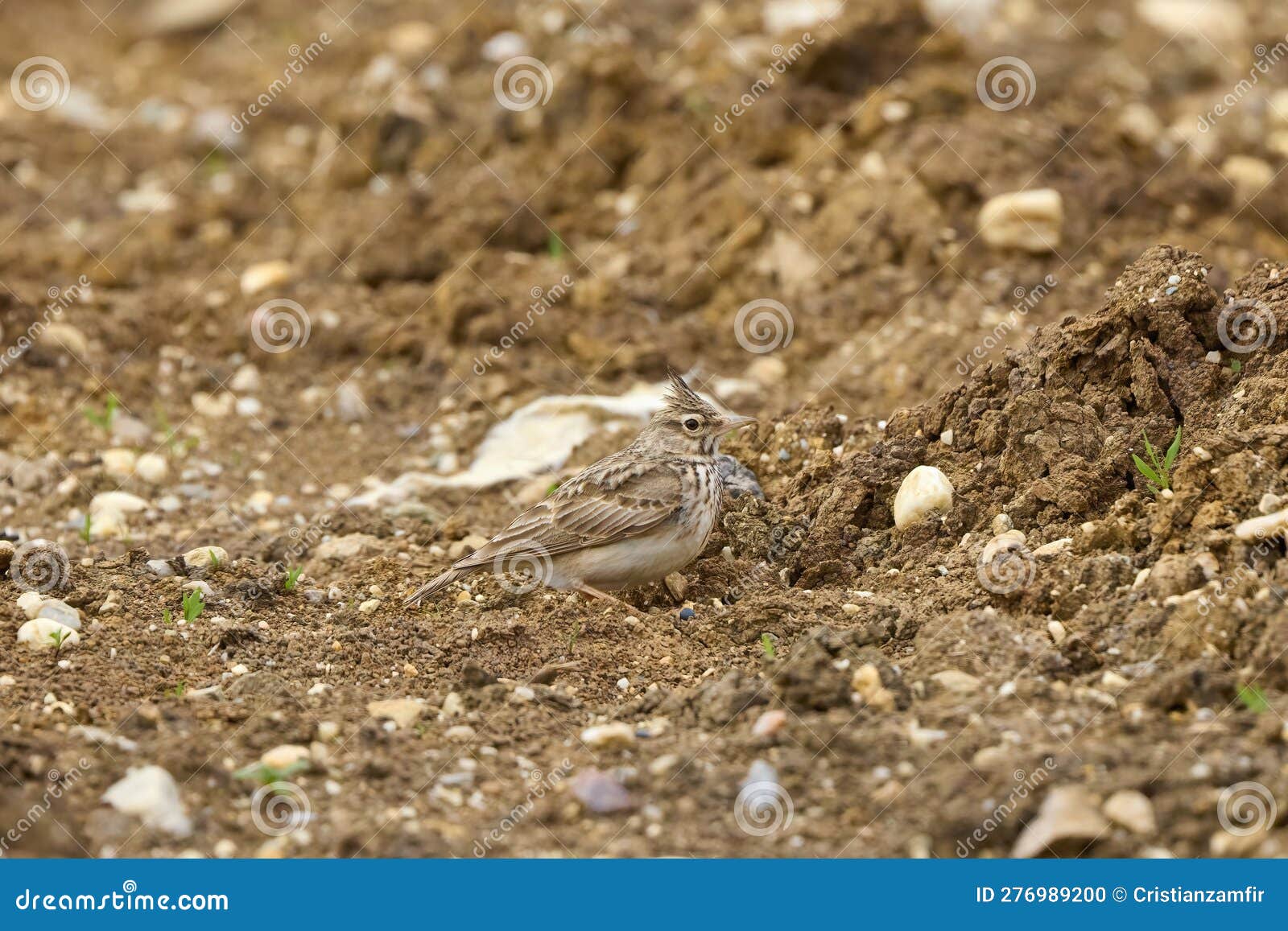 Crested Lark Sitting on Stones Stock Photo - Image of lark, portrait ...