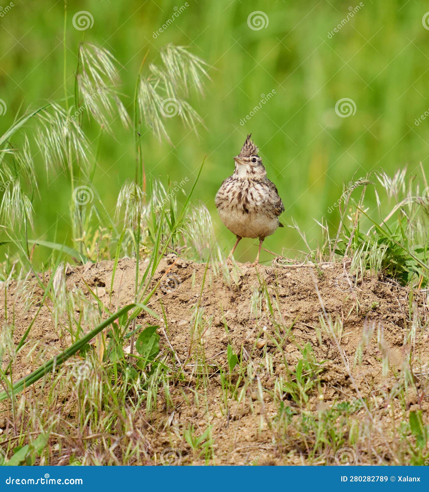 Crested Lark Standing on Ground Stock Image - Image of european, common ...