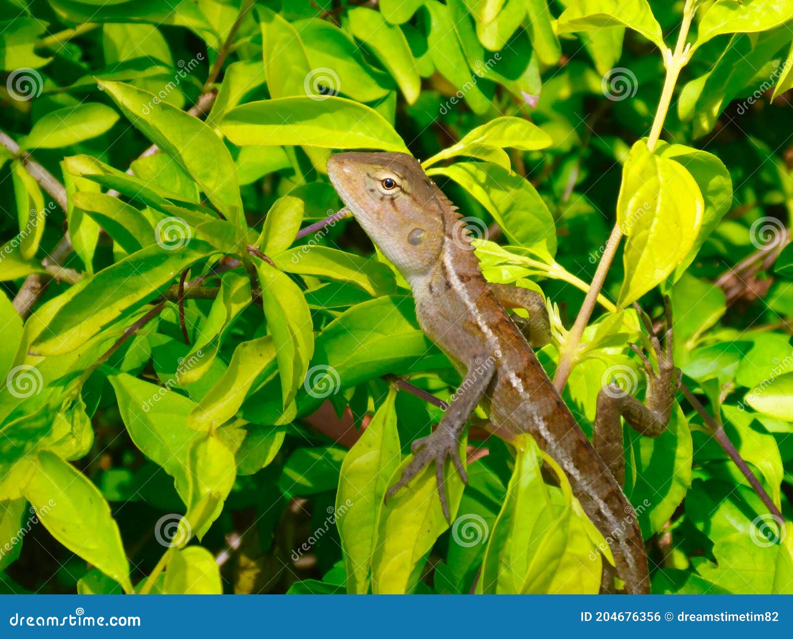 Crested Lizard on a Green Branch Stock Photo - Image of isolated ...