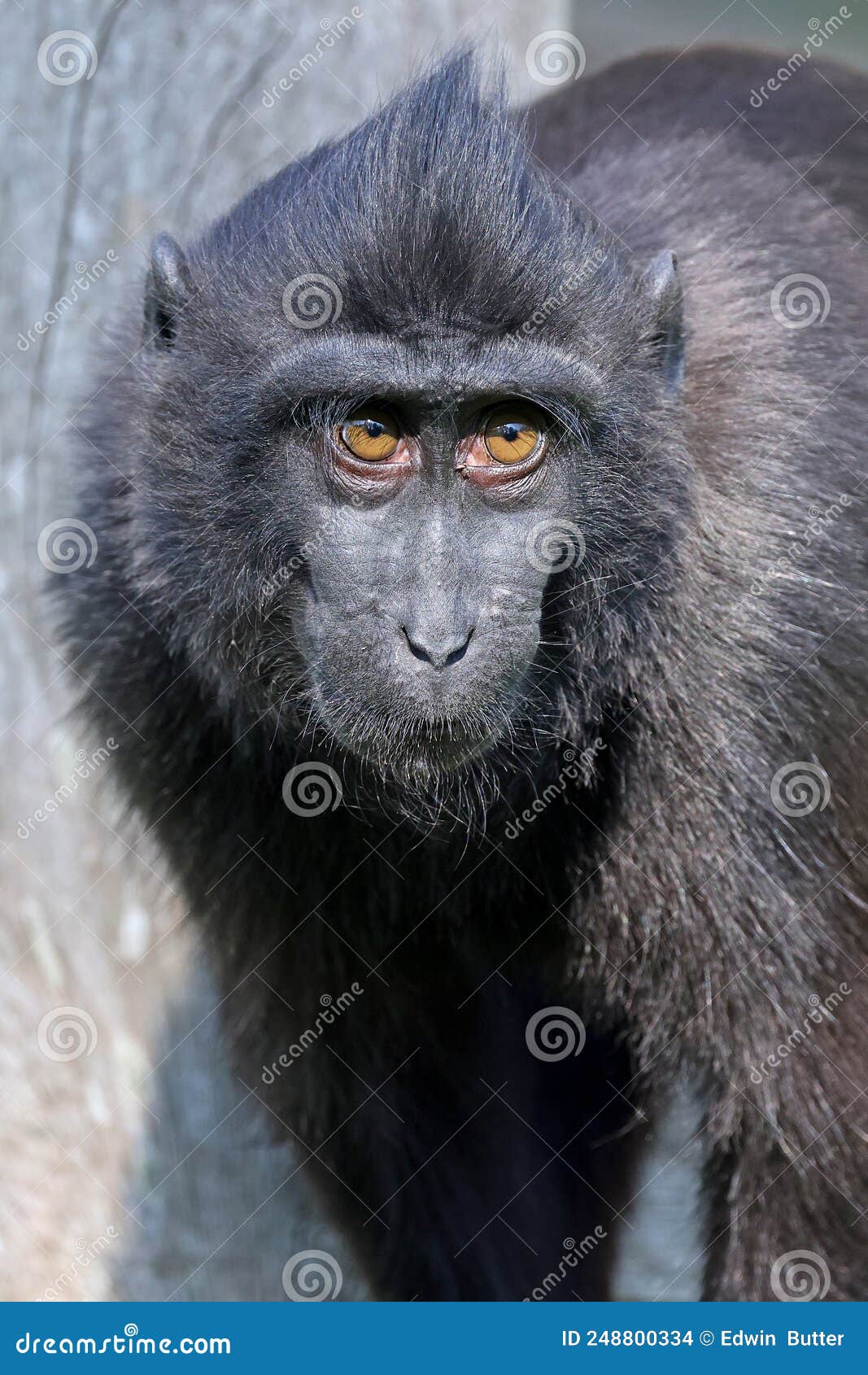 Crested Macaque Macaca Nigra Stock Photo - Image of macaque, wildlife ...
