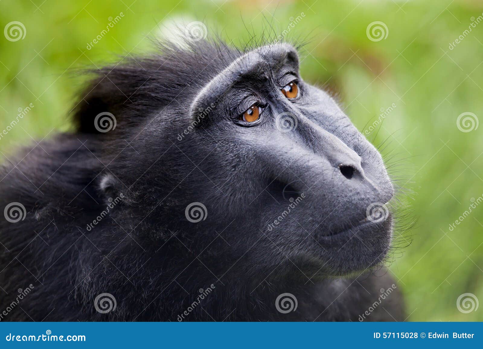 Crested macaque stock photo. Image of green, hair, primate - 57115028