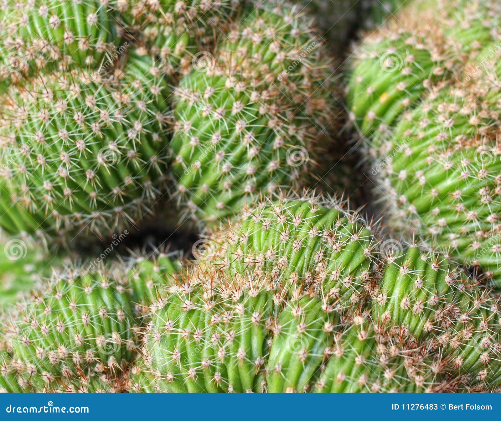 Crested and Montrose Cactus Stock Image - Image of garden, rock: 11276483