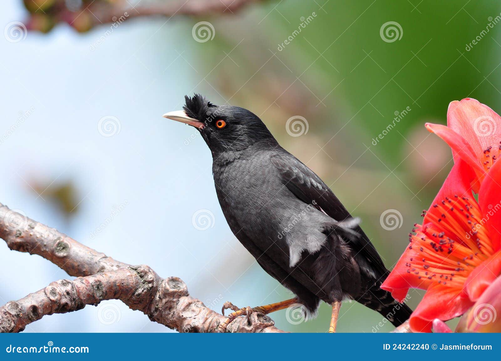 Crested Myna on Cotton Tree Stock Photo - Image of bombax, myna: 24242240