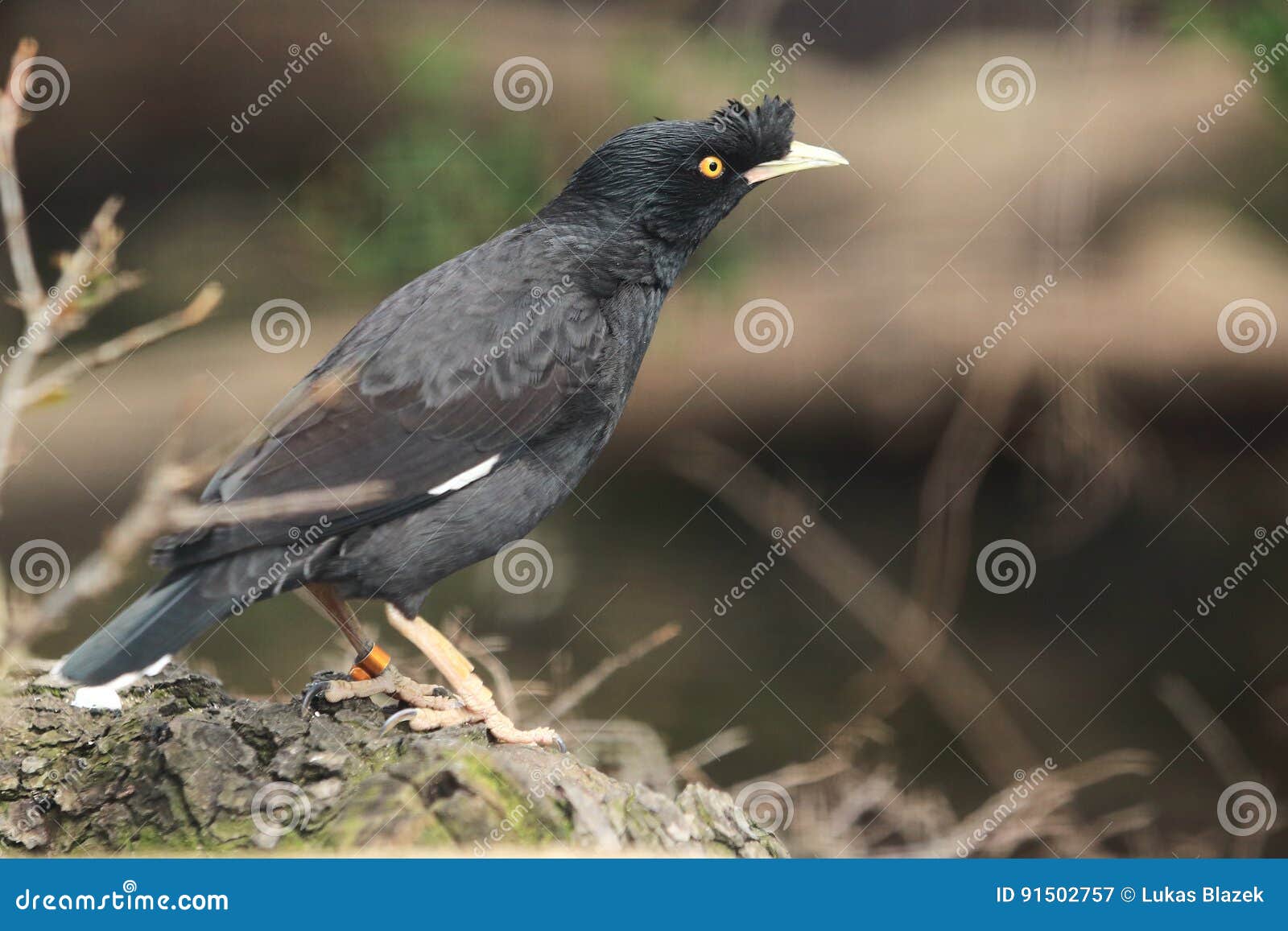 Crested myna stock image. Image of nature, animal, crested - 91502757
