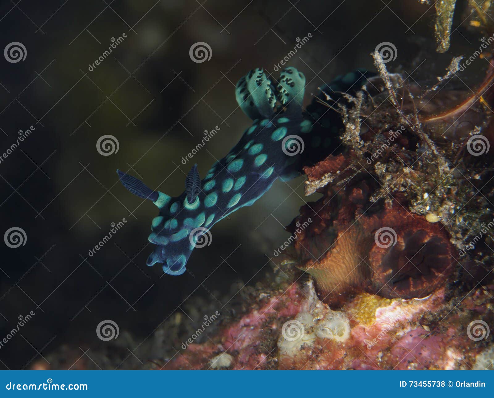Crested nembrotha stock photo. Image of cristata, reef - 73455738