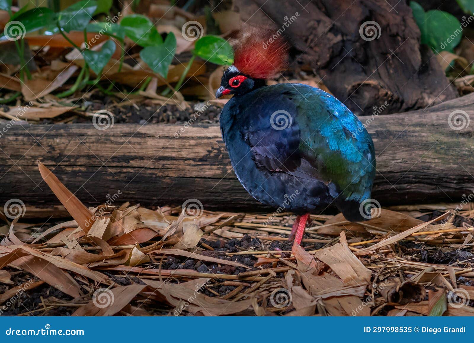 Crested Partridge bird stock image. Image of life, papa - 297998535