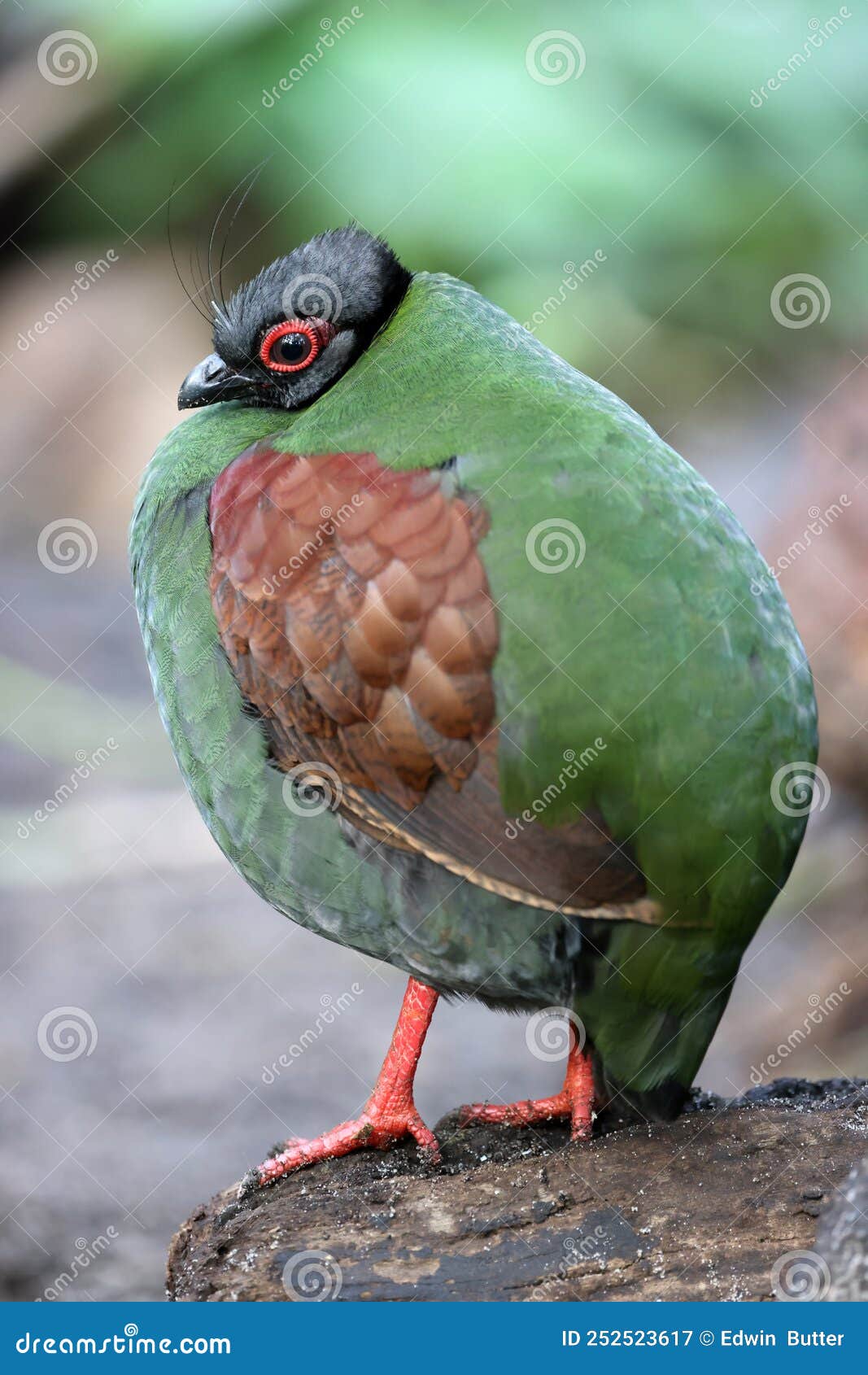 The Crested Partridge Rollulus Rouloul Stock Image - Image of crested ...