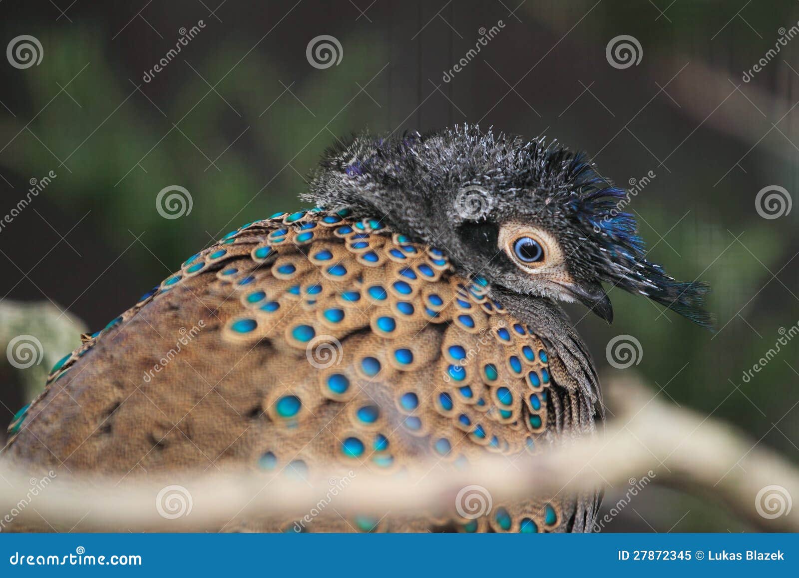 Crested peacock-Pheasant stock image. Image of detail - 27872345