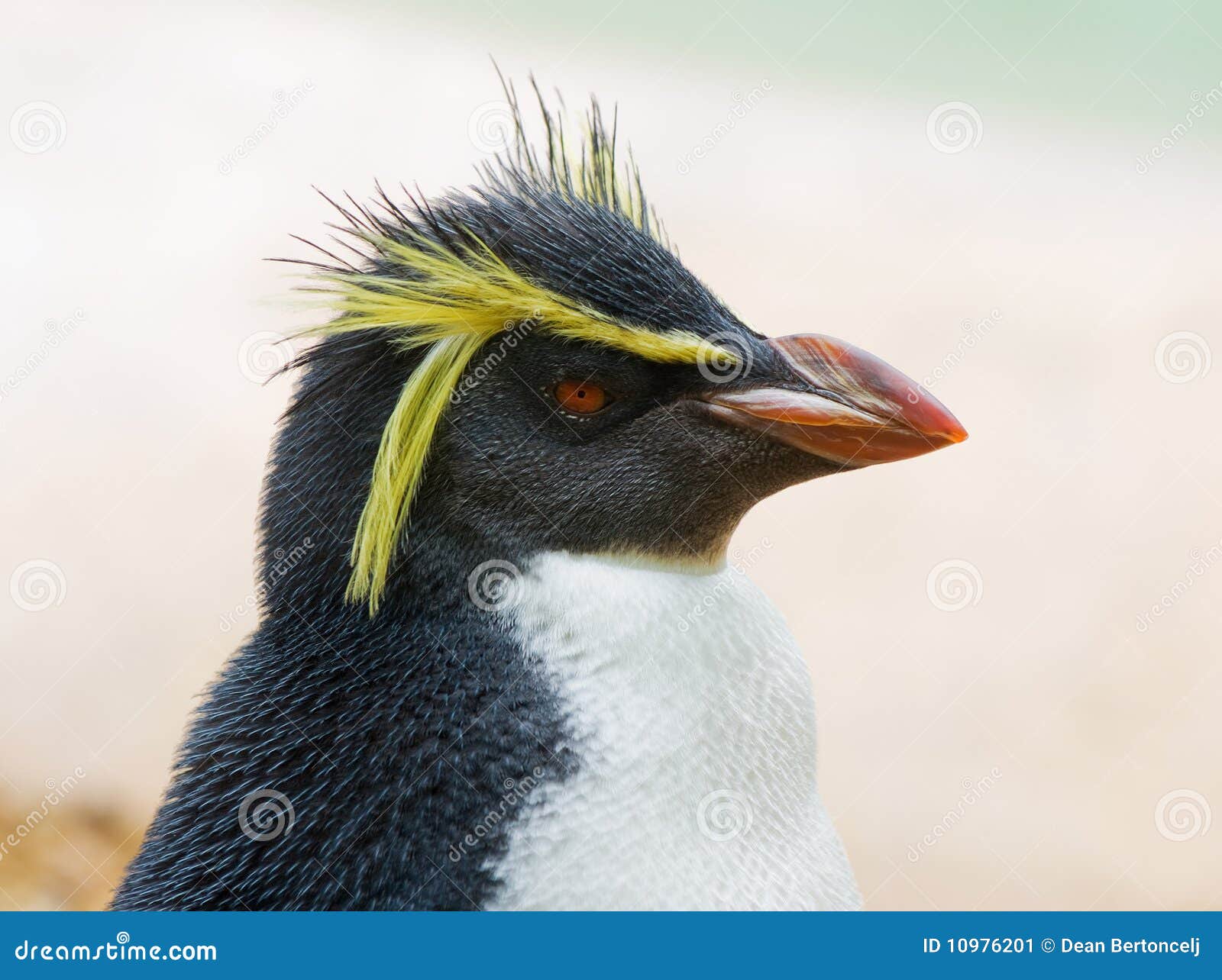 Crested penguin stock image. Image of snow, penguin, profile - 10976201