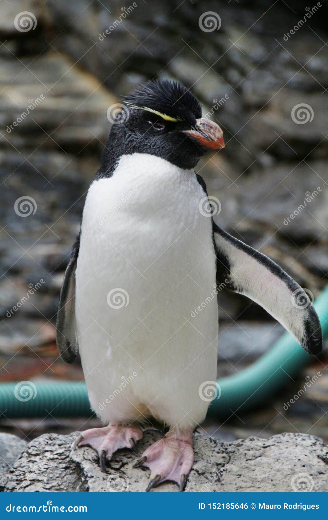 Crested penguin relaxing stock photo. Image of relax - 152185646