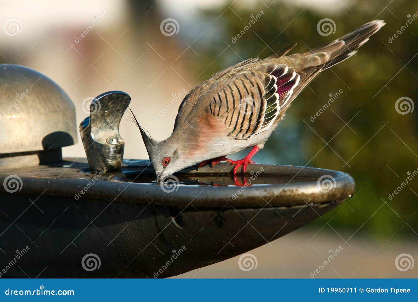 Crested Pigeon Drinking from Water Bowl Stock Image - Image of outdoors ...