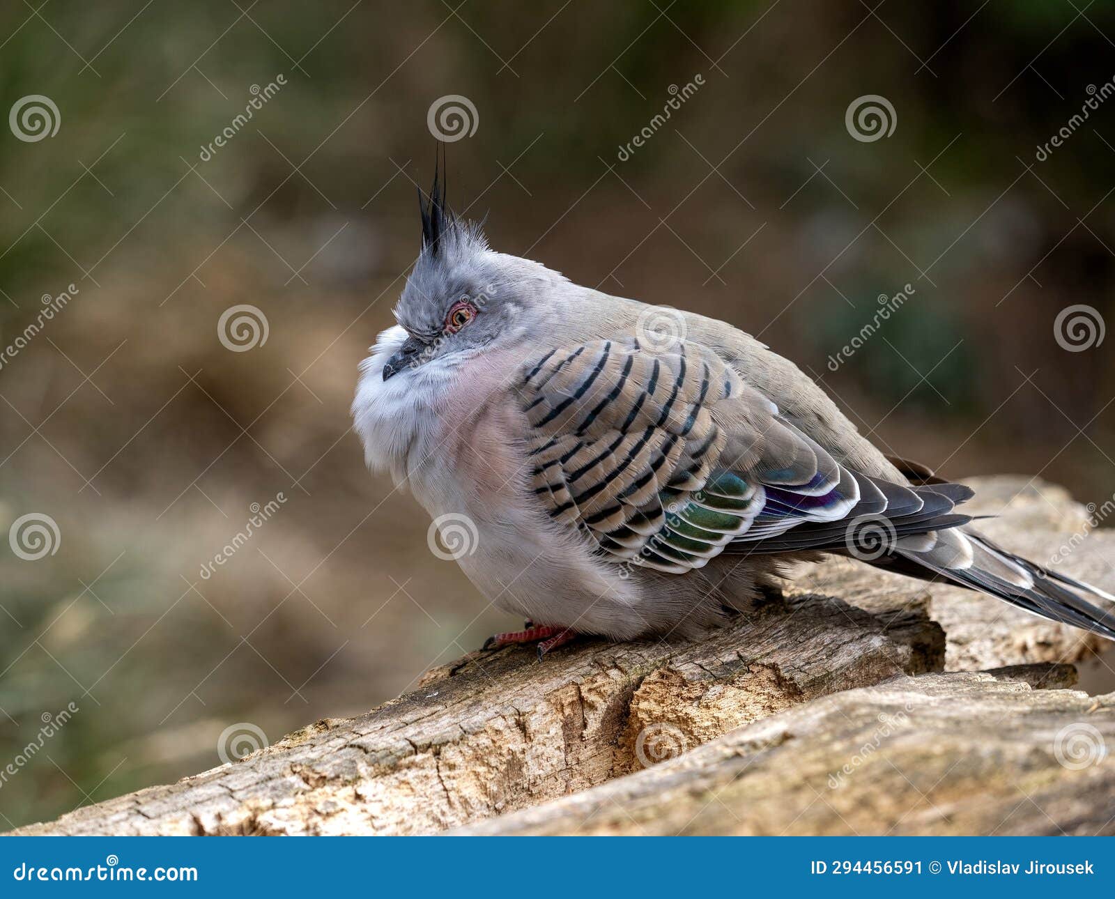The Crested Pigeon, Ocyphaps Lophotes, Sits Curled Up on a Log and ...