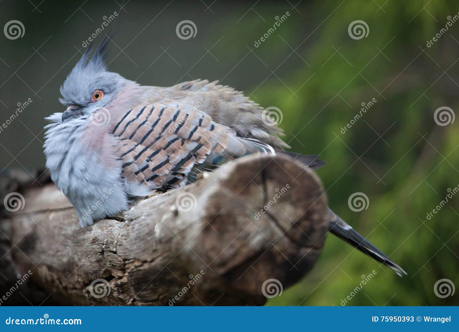 Crested Pigeon A Topknot Pigeon. Beautiful Bird With Blue Plumage Stock ...