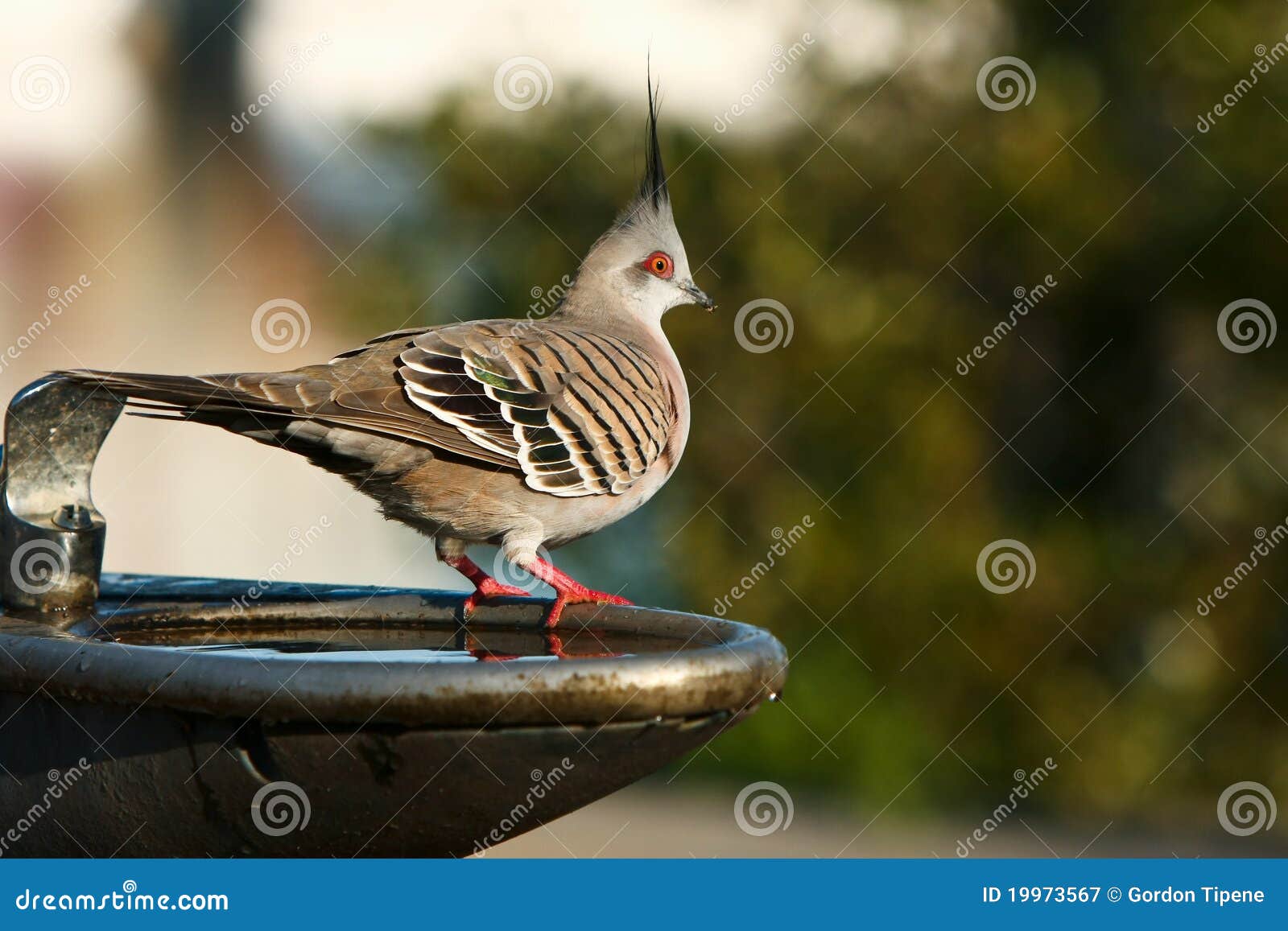 Crested Pigeon A Topknot Pigeon. Beautiful Bird With Blue Plumage Stock ...
