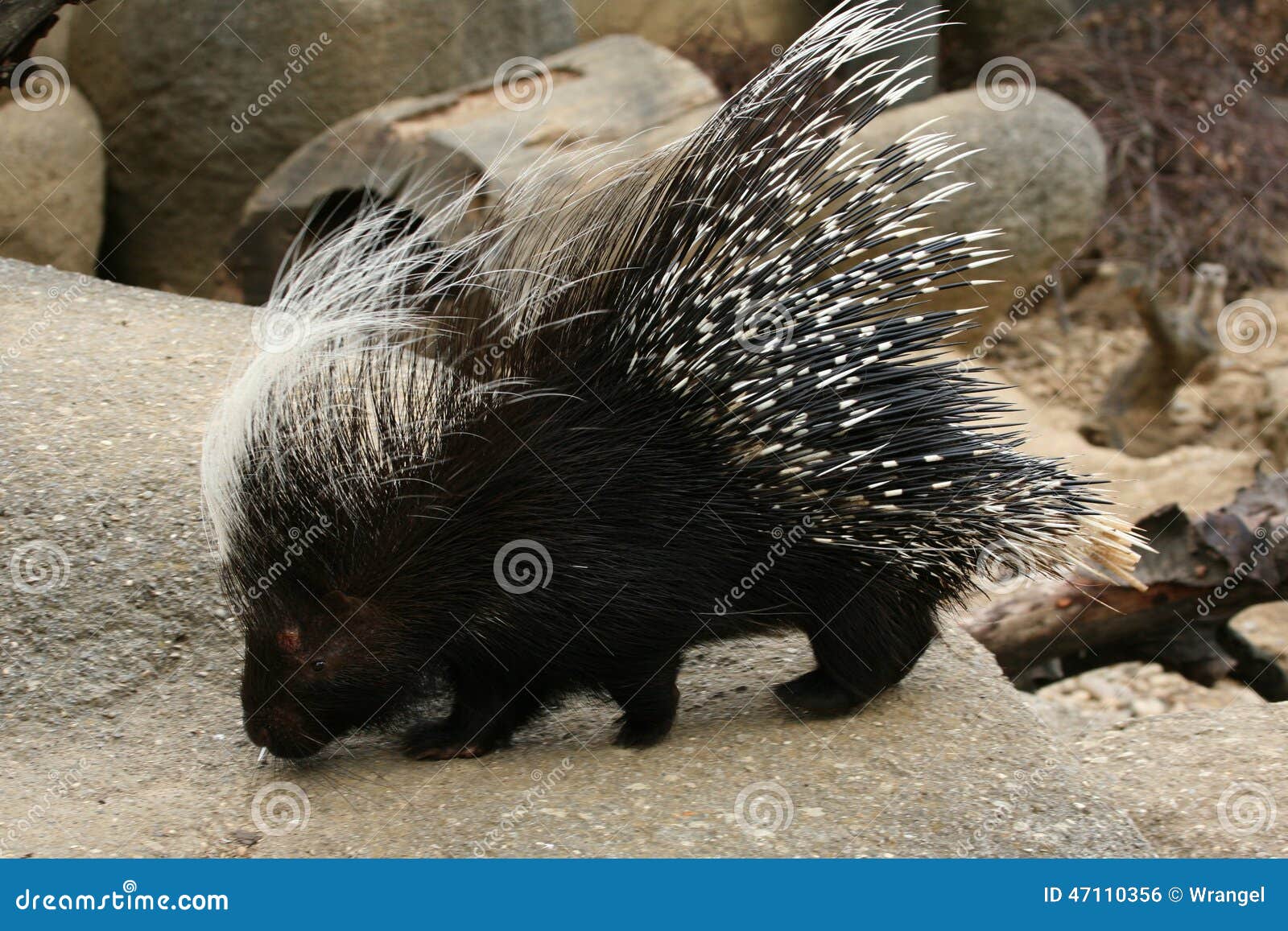 Crested porcupine stock photo. Image of rodent, mammals - 47110356