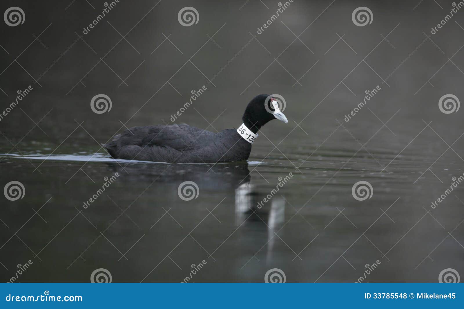 Crested or Red-knobbed Coot, Fulica Cristata Stock Photo - Image of ...