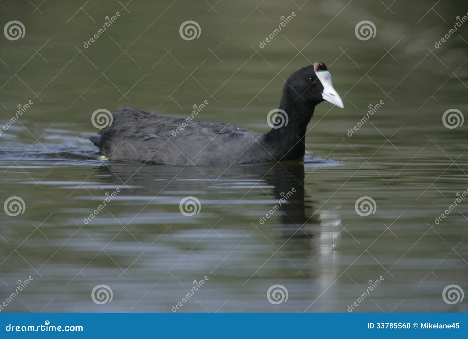 Crested or Red-knobbed Coot, Fulica Cristata Stock Photo - Image of ...
