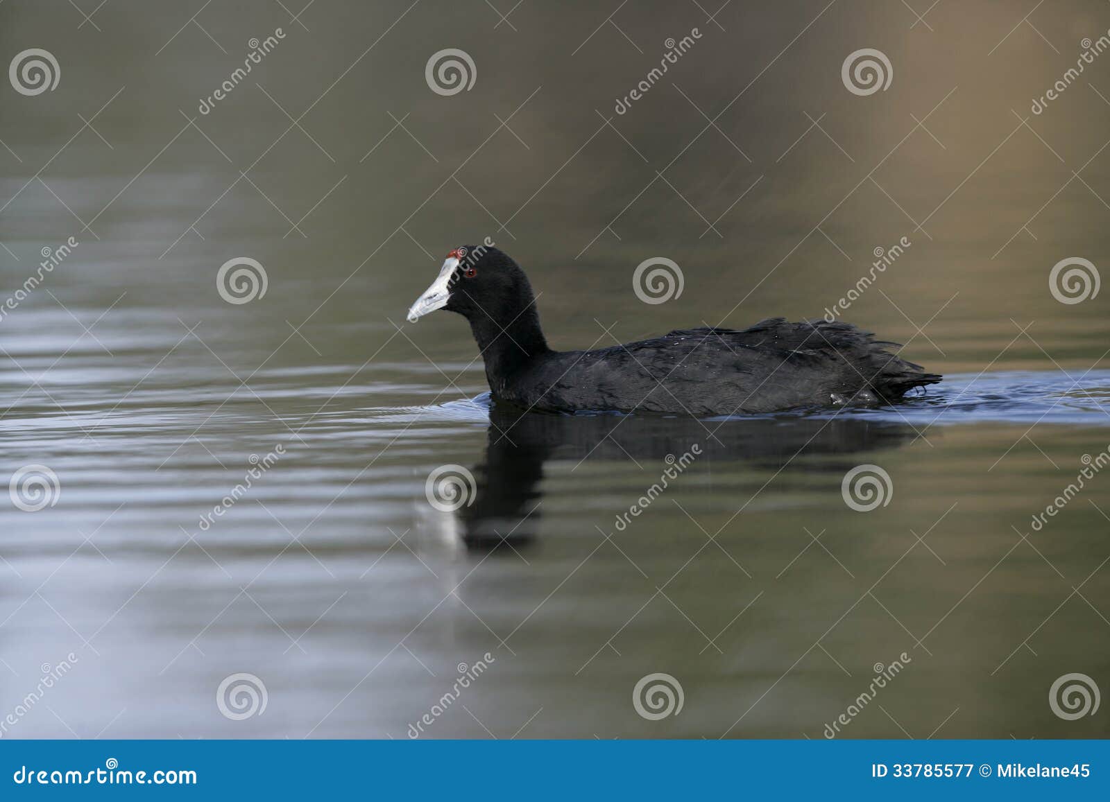 Crested or Red-knobbed Coot, Fulica Cristata Stock Image - Image of ...