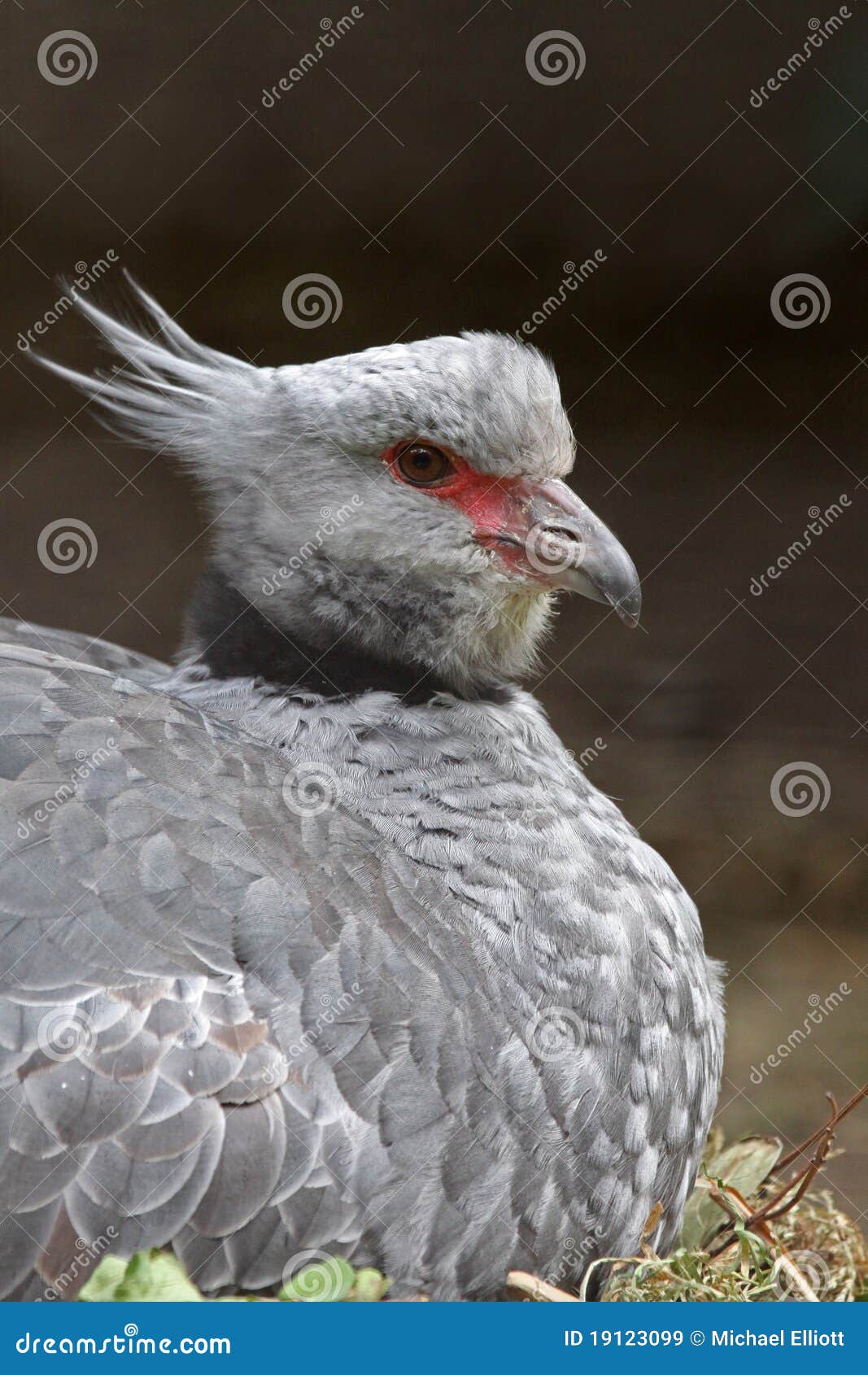 Crested Screamer stock image. Image of america, southern - 19123099