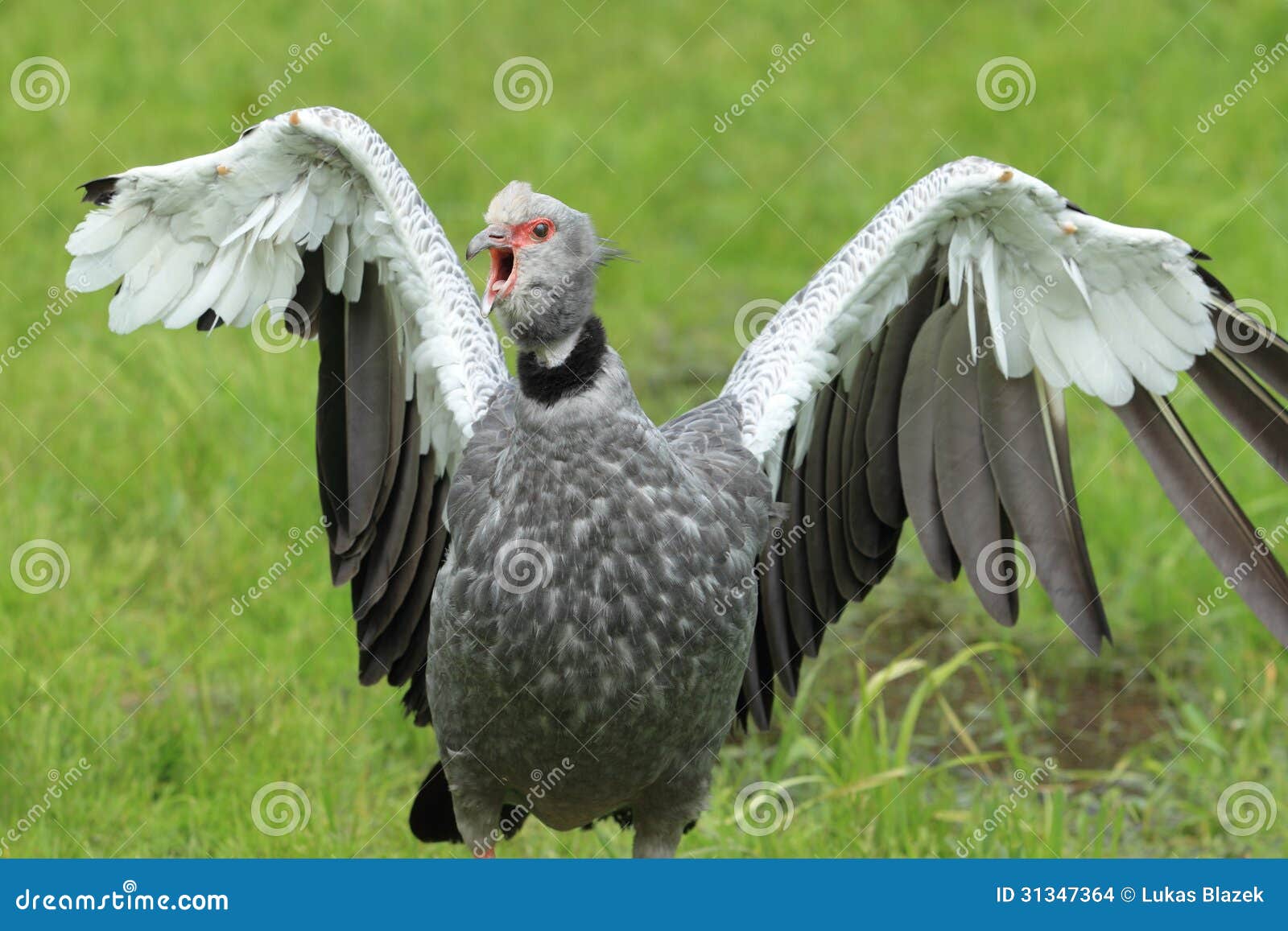 Crested Screamer Bird Spreading Its Wings Royalty-Free Stock ...