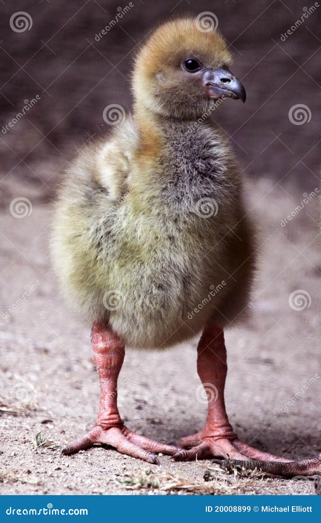 Crested Screamer Chick stock image. Image of nesting - 20008899