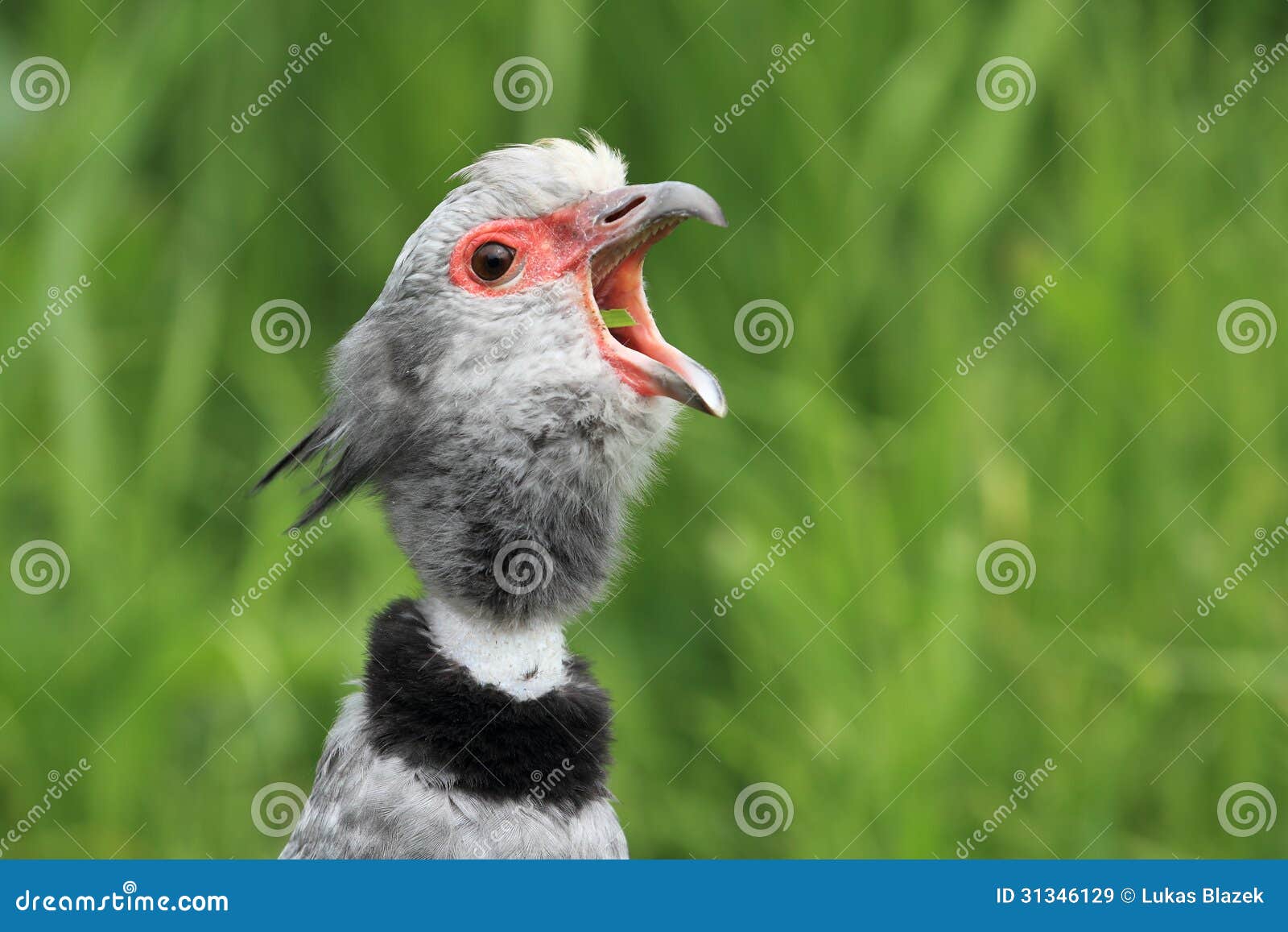 Crested Screamer Bird Spreading Its Wings Royalty-Free Stock ...