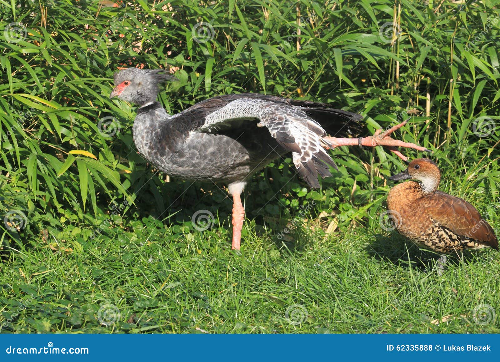 Crested screamer stock photo. Image of chauna, screamer - 62335888