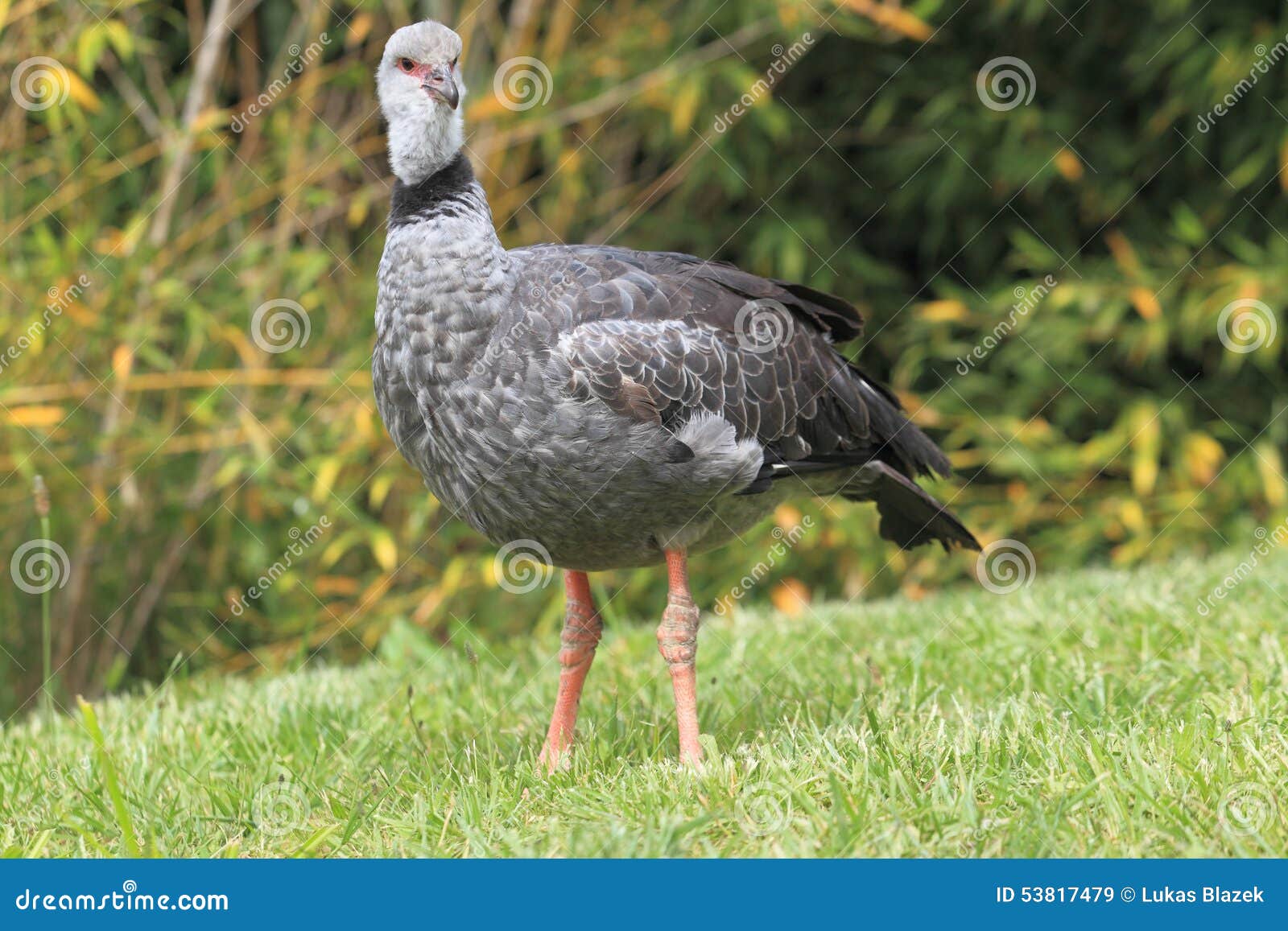 Crested Screamer Bird Spreading Its Wings Royalty-Free Stock ...