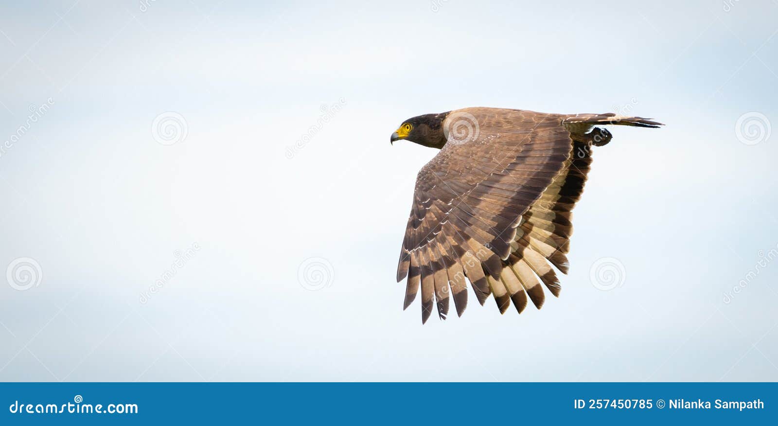 Crested Serpent Eagle in Flight Against Clear Skies Side View, Wings ...