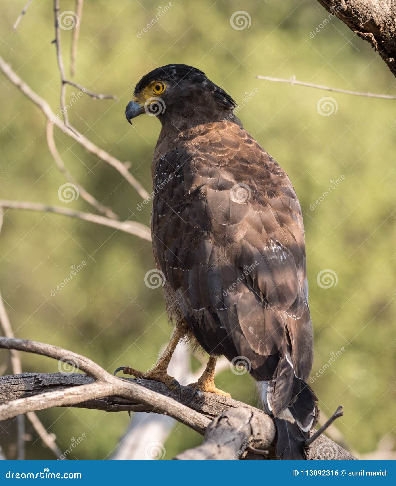 Crested serpent eagle stock photo. Image of snakes, perched - 113092316
